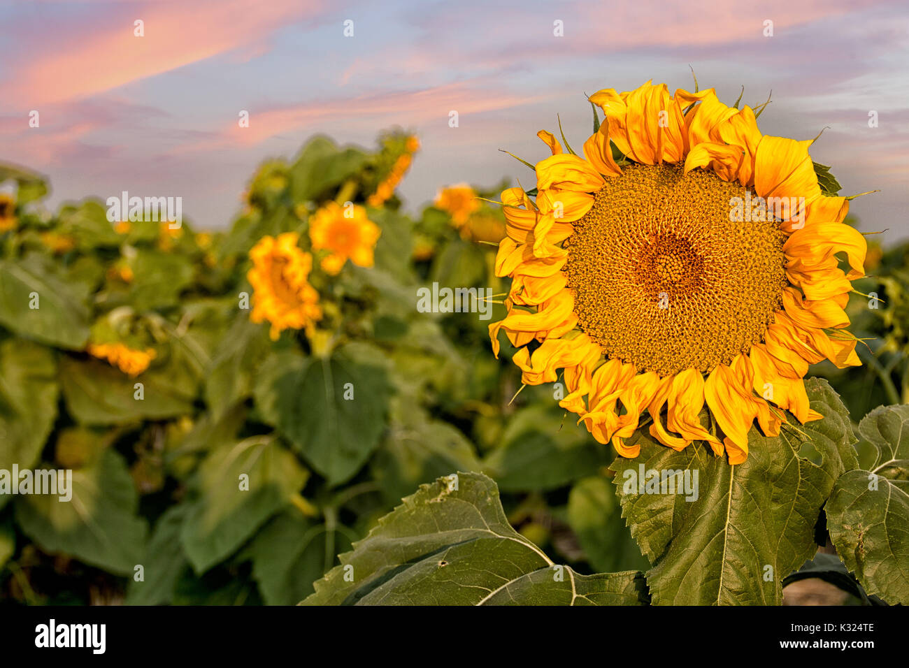 Seedless sunflower hi-res stock photography and images - Alamy