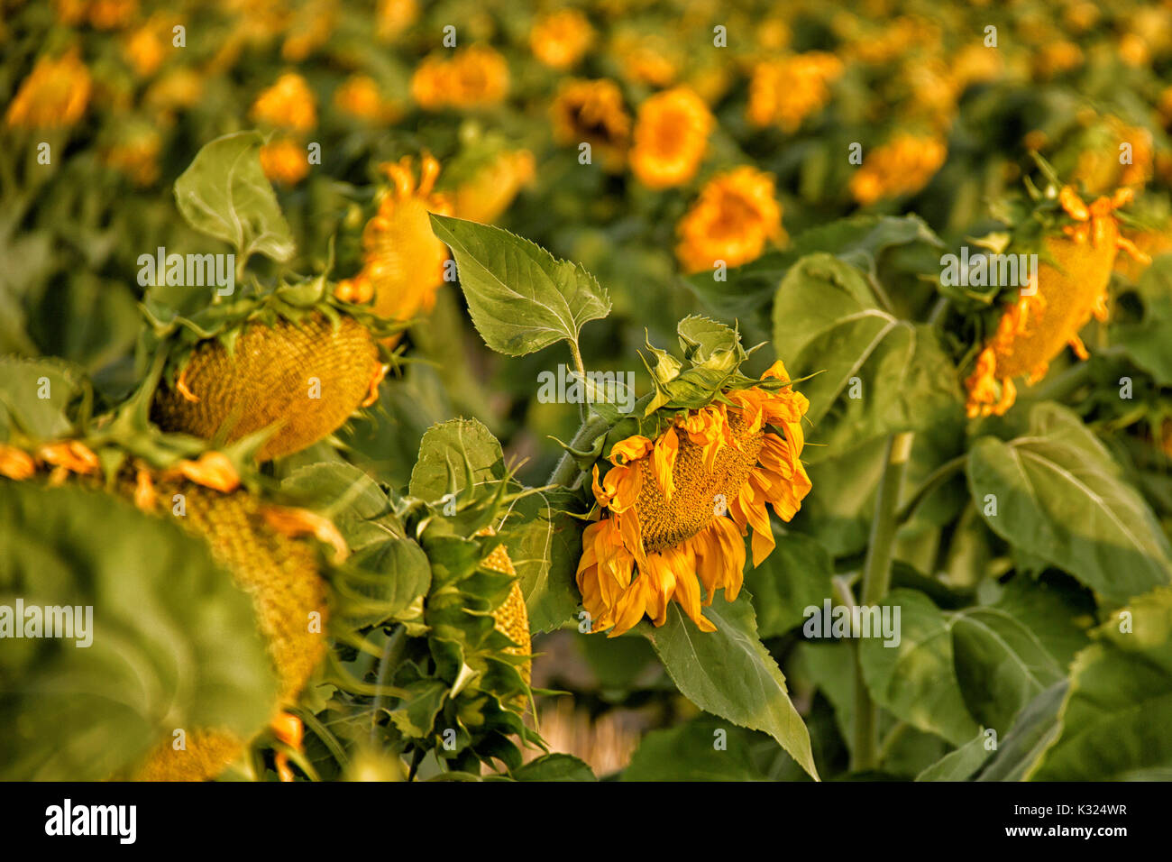 Seedless sunflower hi-res stock photography and images - Alamy