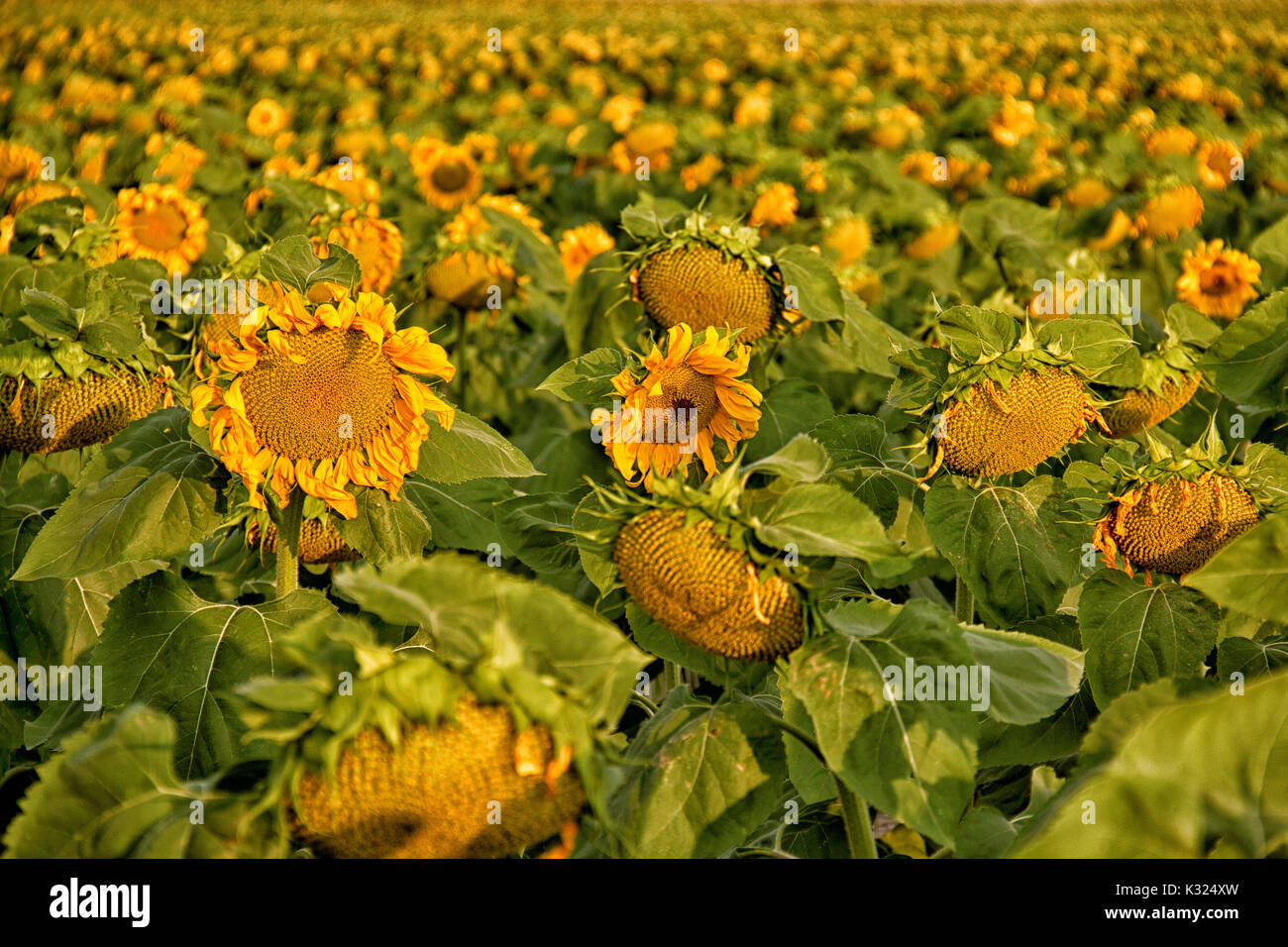 Seedless sunflower hi-res stock photography and images - Alamy