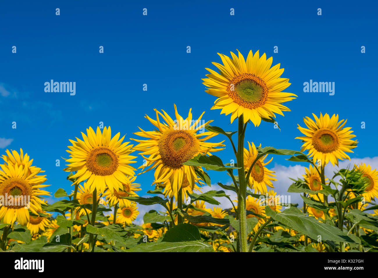 Sunflowers field in summer. Las Merindades County Burgos, Castile and ...
