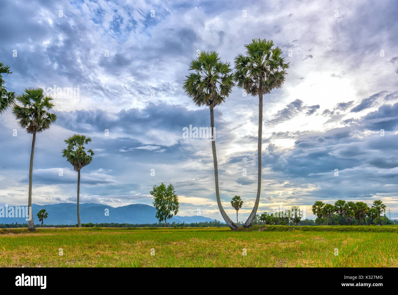 Palm tree rising up into the sky hi-res stock photography and images ...