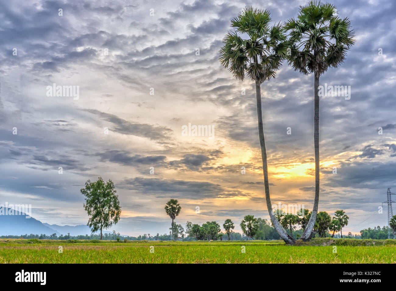 Palm tree rising up into the sky hi-res stock photography and images ...