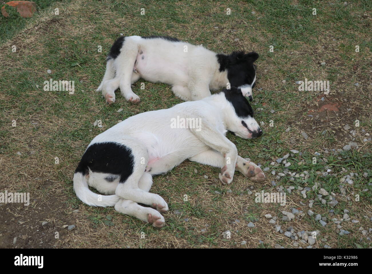 Two homeless dogs lie on hi-res stock photography and images - Alamy