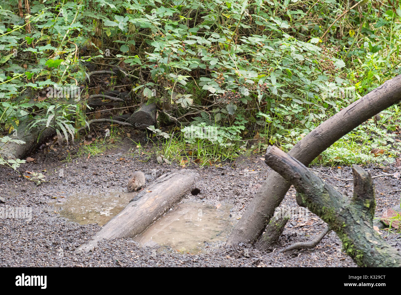 A smallfield mouse appeared out of its hole to drink from muddy water ...
