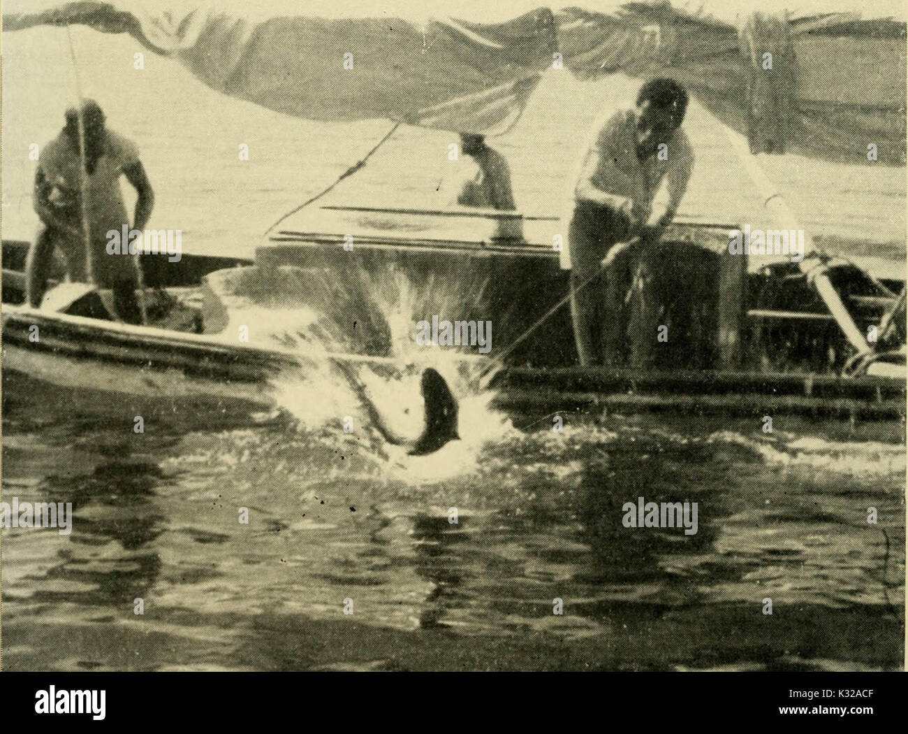 "Dahlak: with the Italian National Underwater Expedition in the Red Sea ...