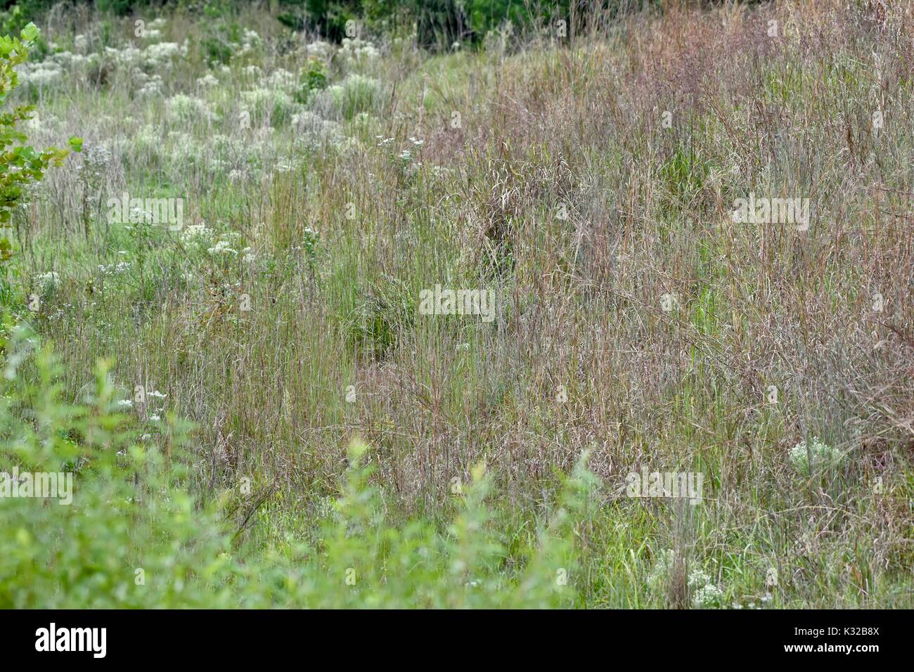 Opening grass hi-res stock photography and images - Alamy