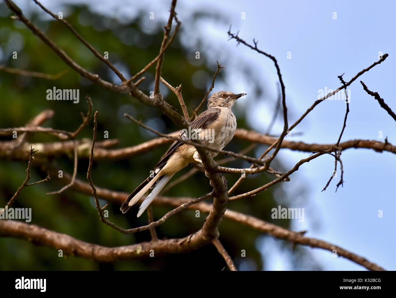 Northern mockingbird perched on a branch Stock Photo - Alamy