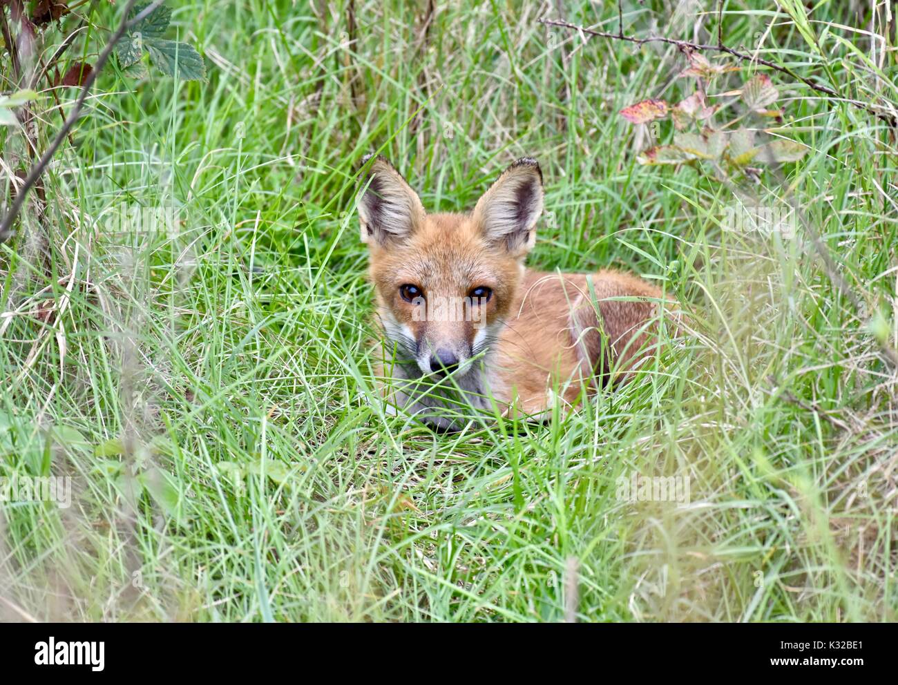 Young red fox (Vulpes vulpes Stock Photo - Alamy