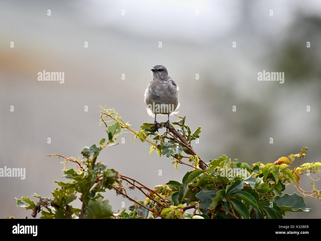 Northern mockingbird perched on a branch Stock Photo - Alamy