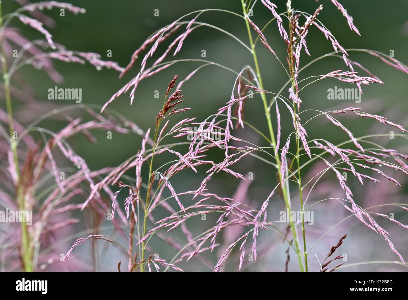 Tall wild grass hi-res stock photography and images - Alamy