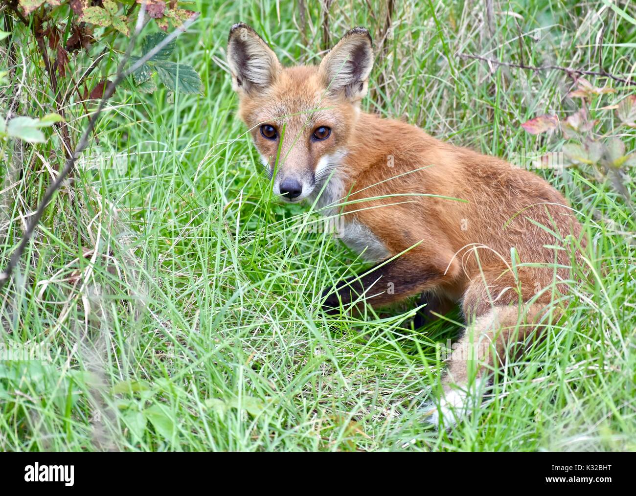 Young red fox (Vulpes vulpes Stock Photo - Alamy