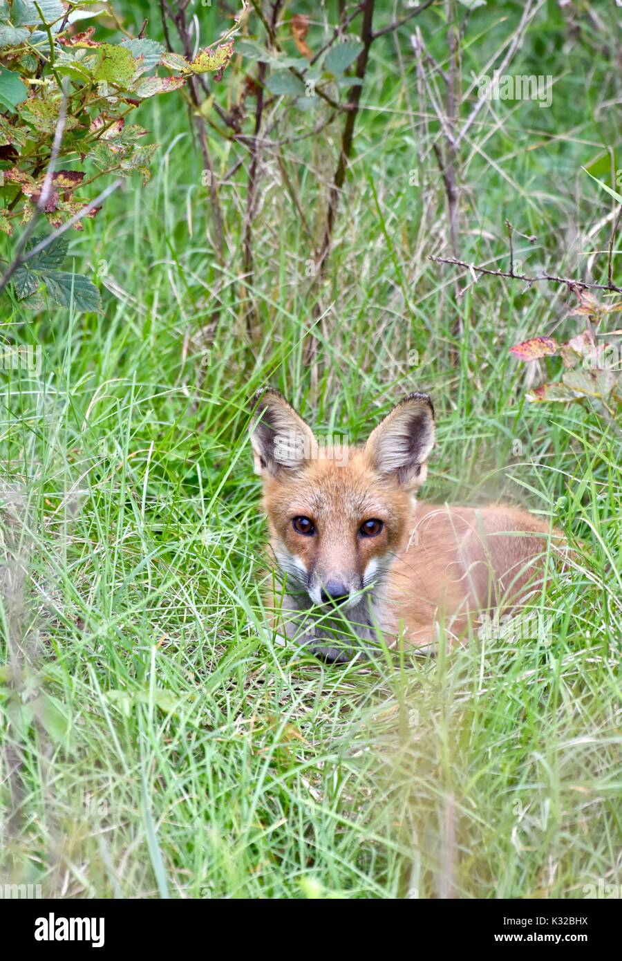 Young red fox (Vulpes vulpes Stock Photo - Alamy