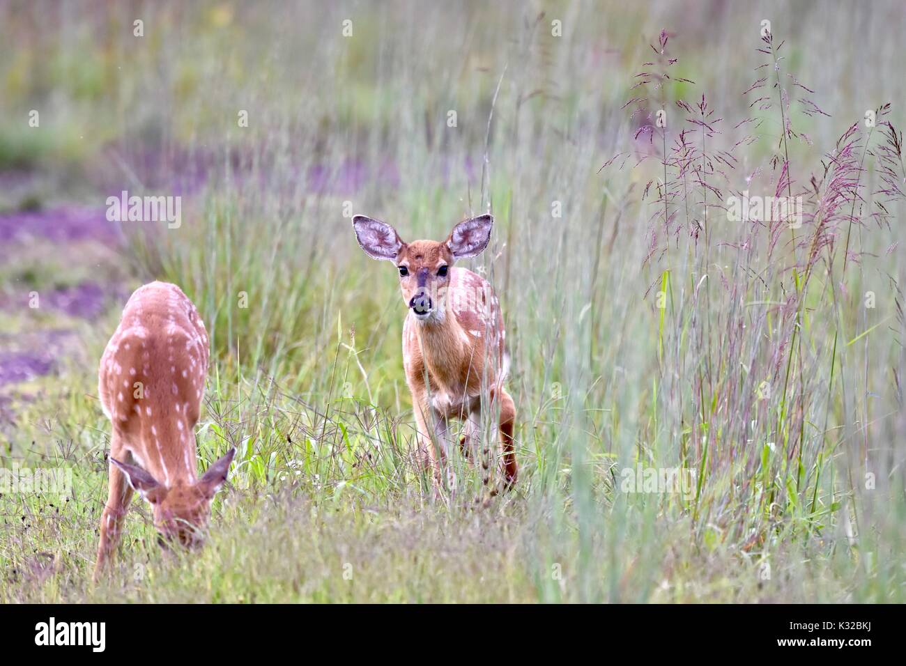 Two white-tailed deer fawns (Odocoileus virginianus Stock Photo - Alamy
