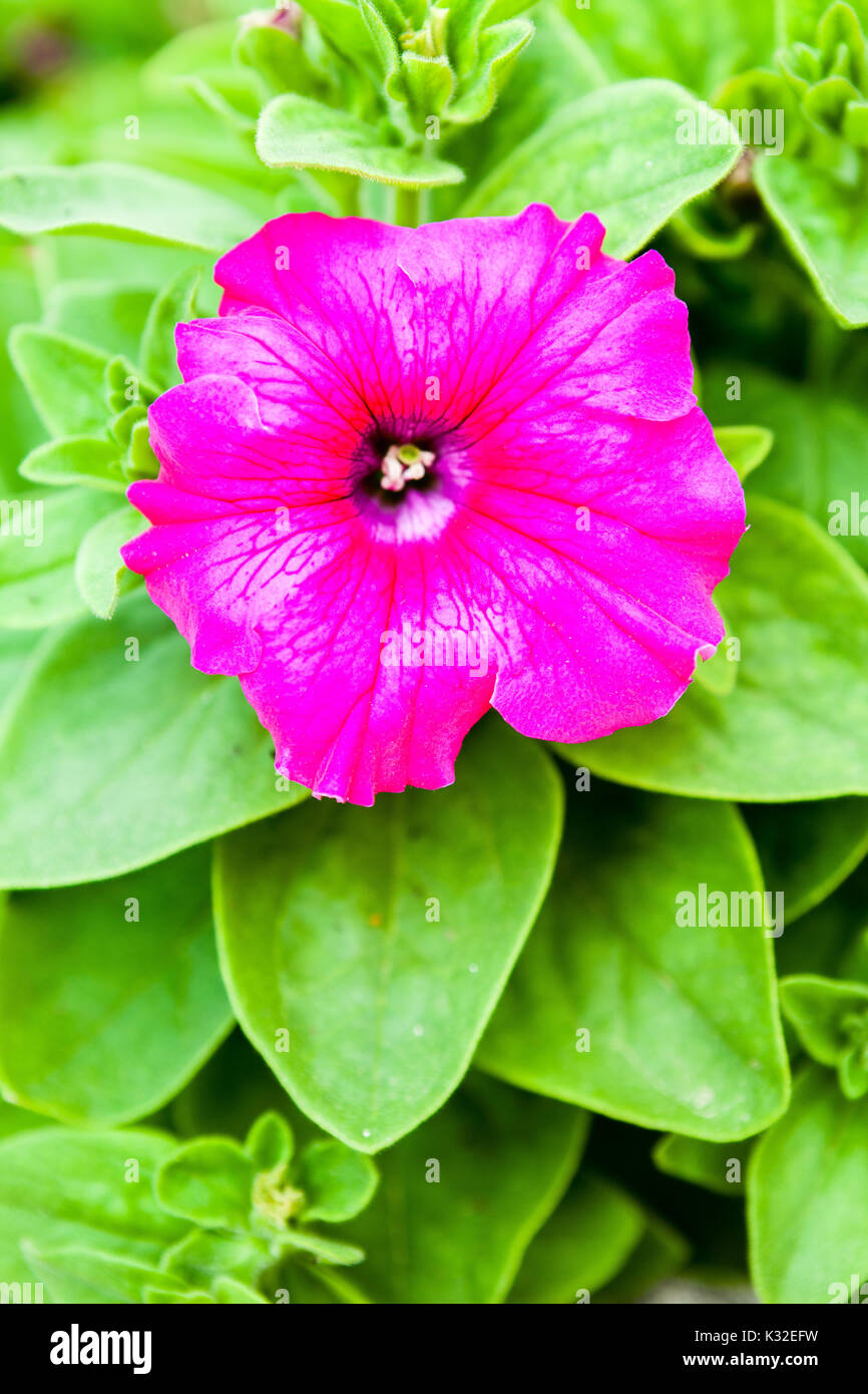 Mirabilis jalapa hi-res stock photography and images - Alamy