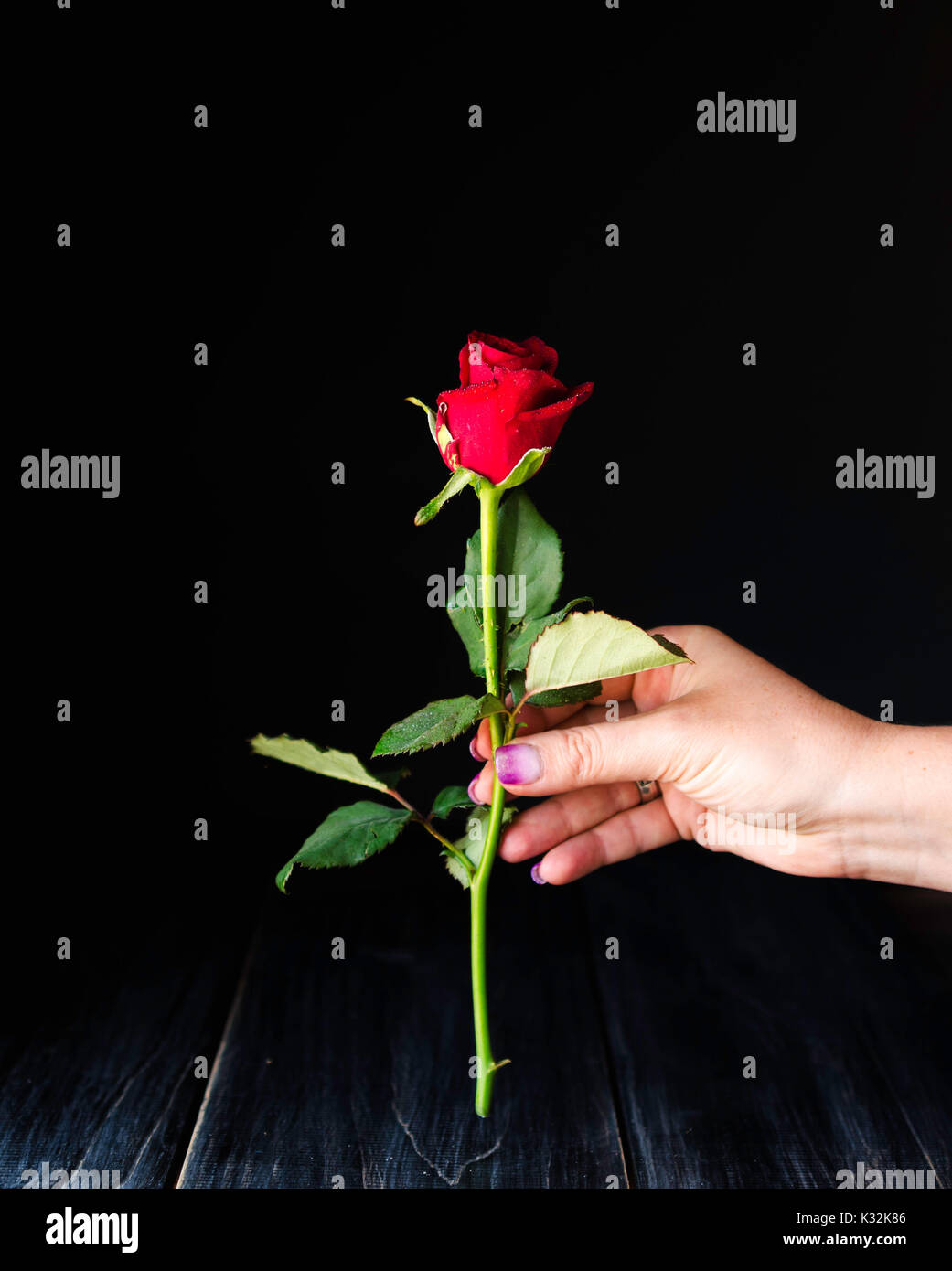 Little red rose in a female hand on a black background, selective focus ...