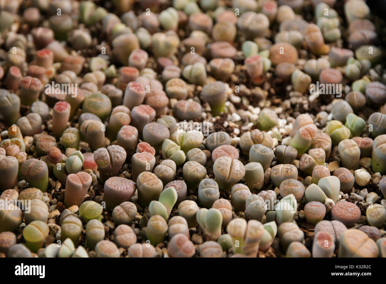 Lithop plants hi-res stock photography and images - Alamy