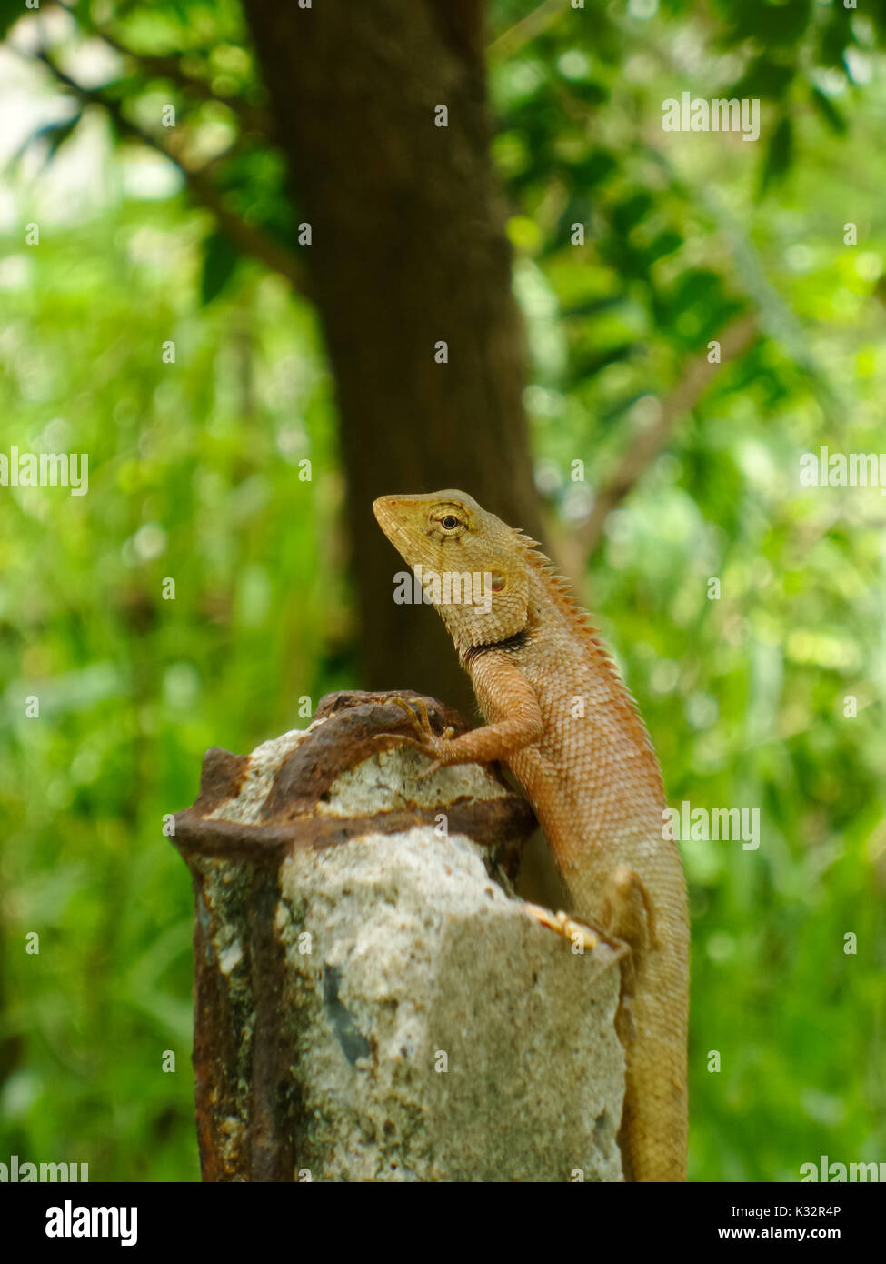 Lizard on pole hi-res stock photography and images - Alamy