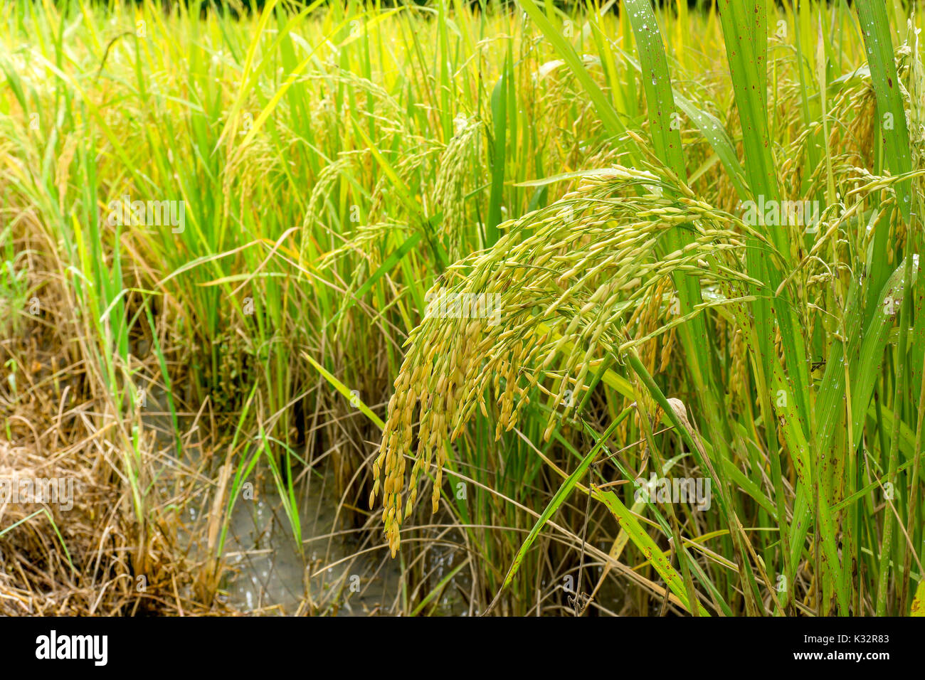 Ear of paddy hi-res stock photography and images - Alamy