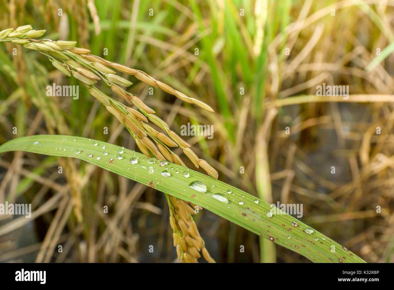 ear of paddy rice in rice fields Stock Photo - Alamy