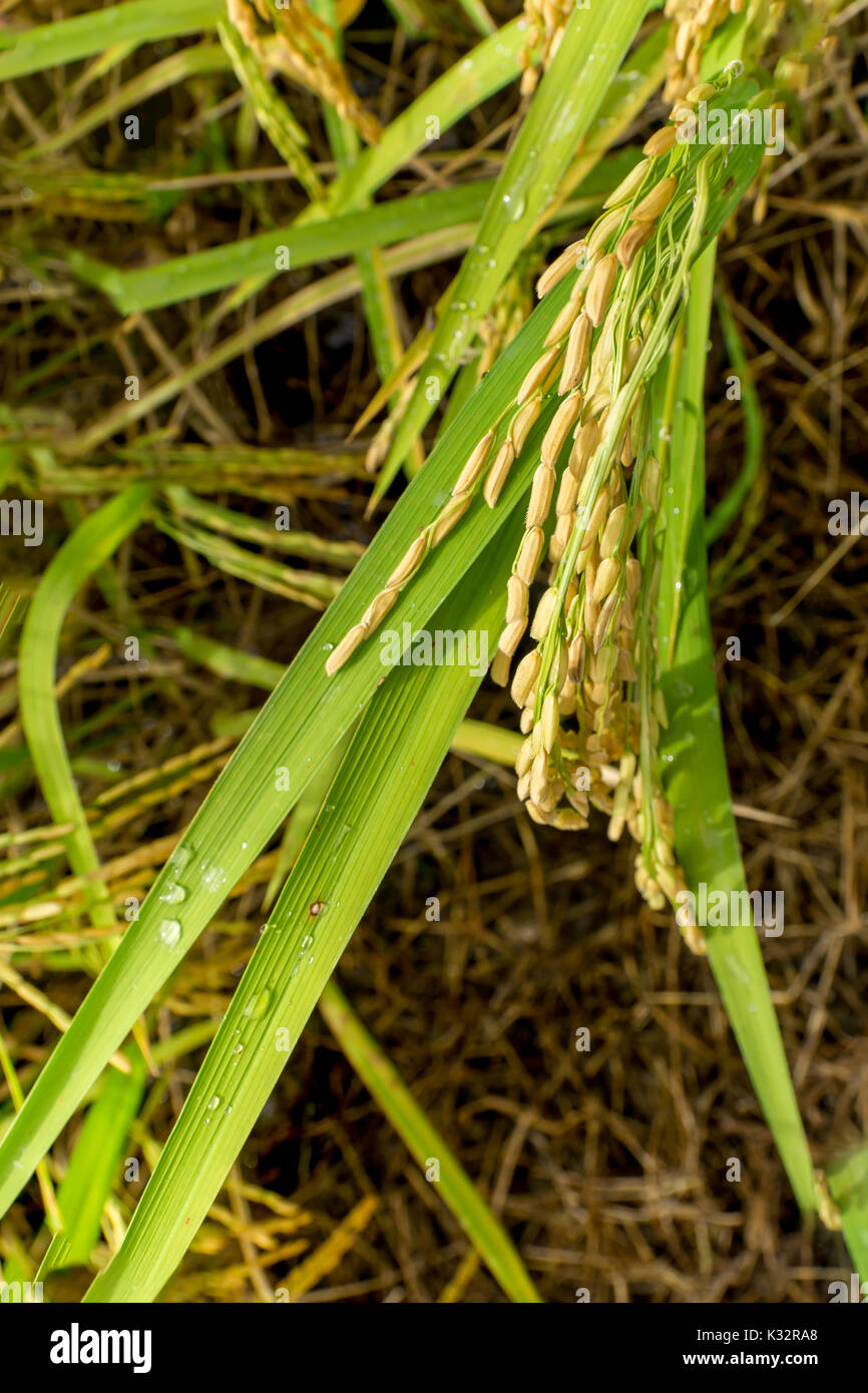 ear of paddy rice in rice fields Stock Photo - Alamy