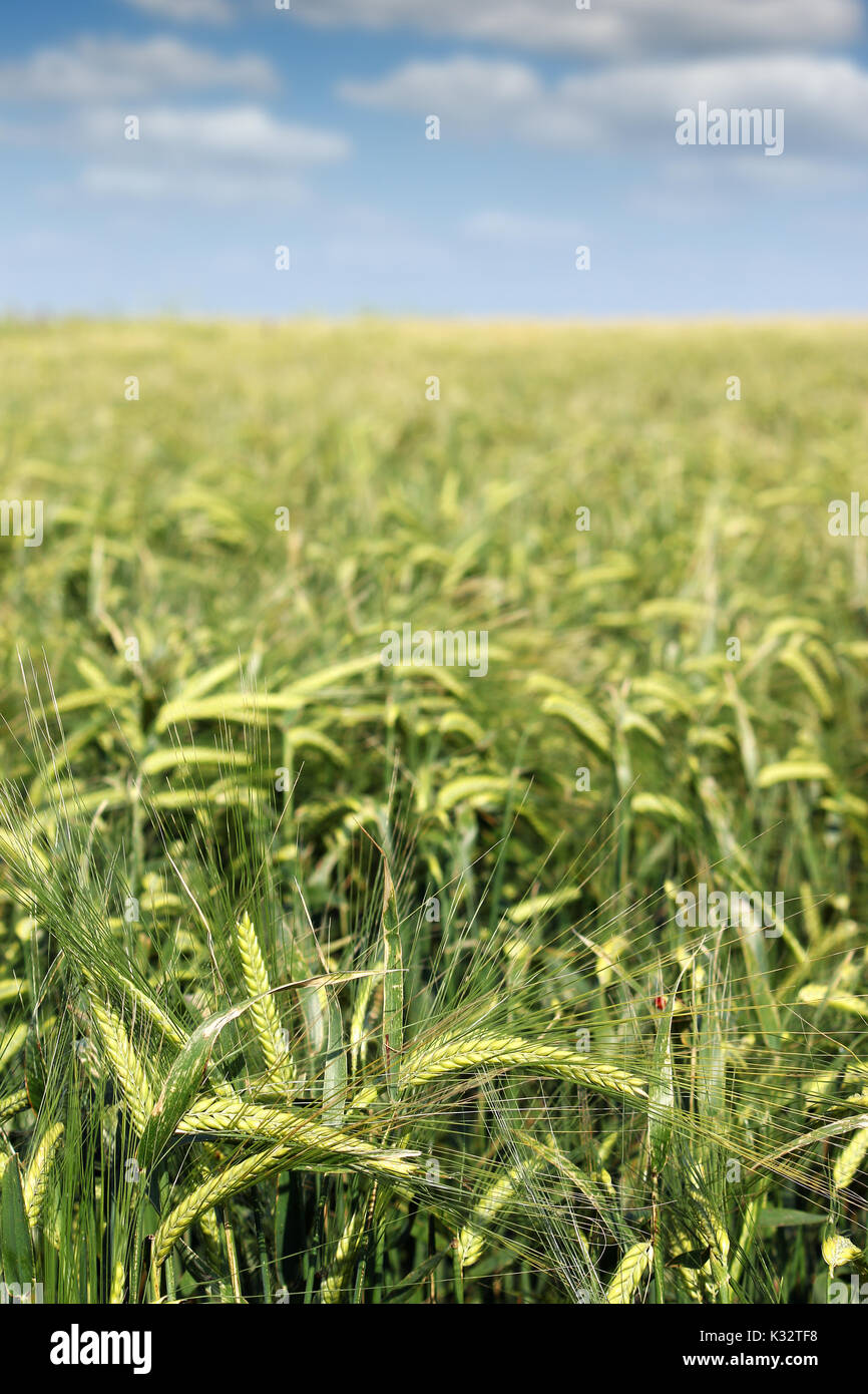 Barley field spring hi-res stock photography and images - Alamy