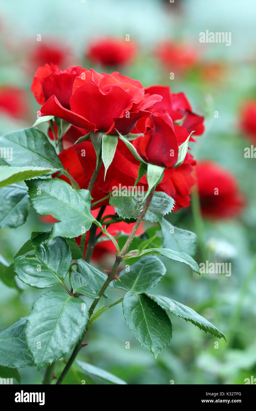 red roses flower garden spring season Stock Photo - Alamy
