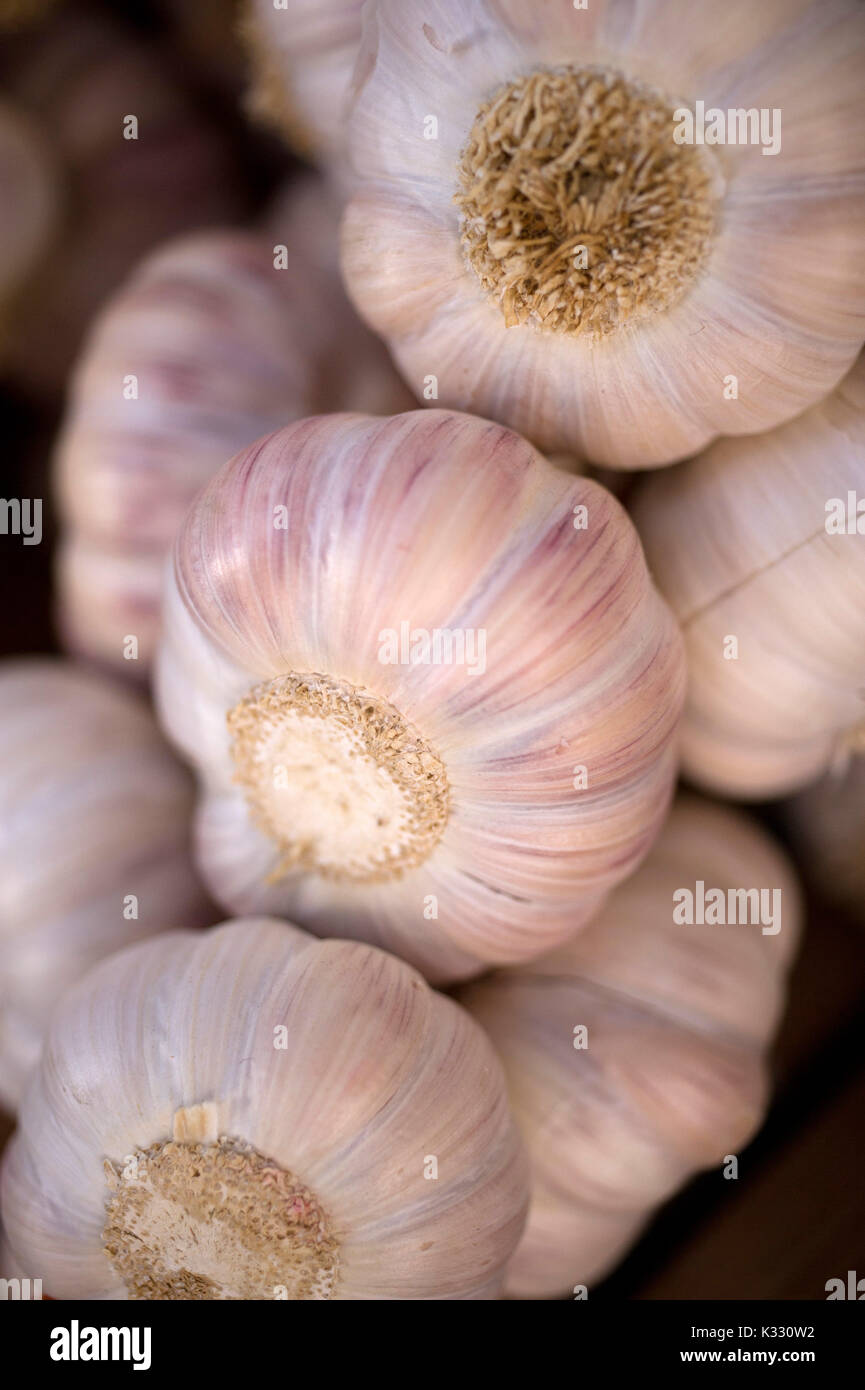 Garlic production hi-res stock photography and images - Alamy