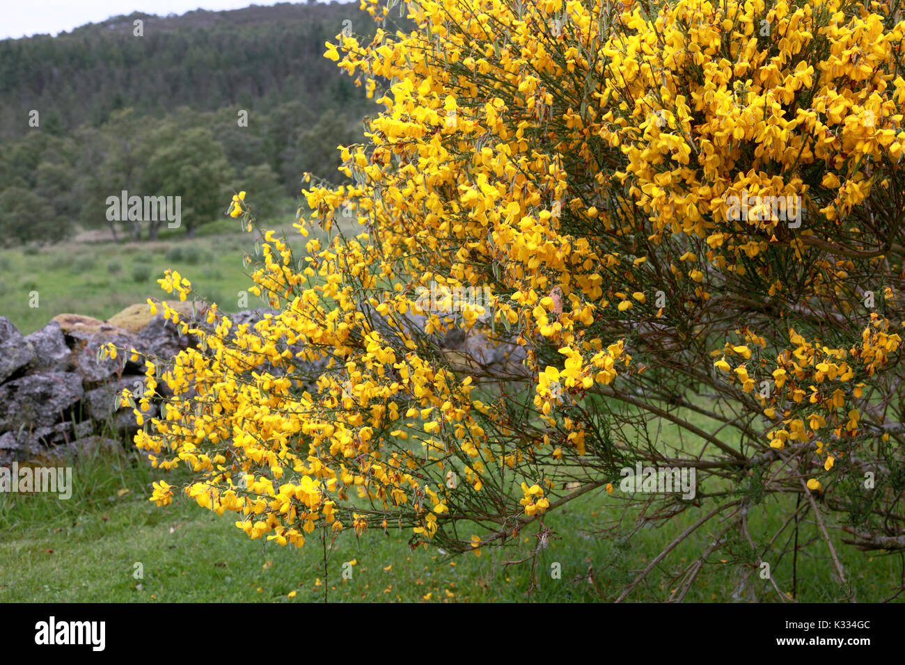 Yellow Flowering Wild Shrub Stock Photos & Yellow Flowering Wild Shrub ...
