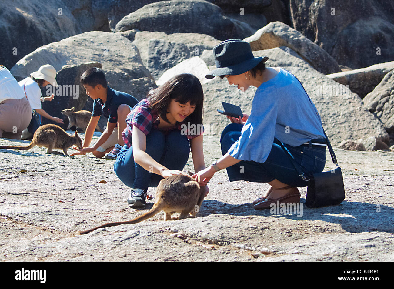 Mareeba unadorned rock wallabies hi-res stock photography and images ...