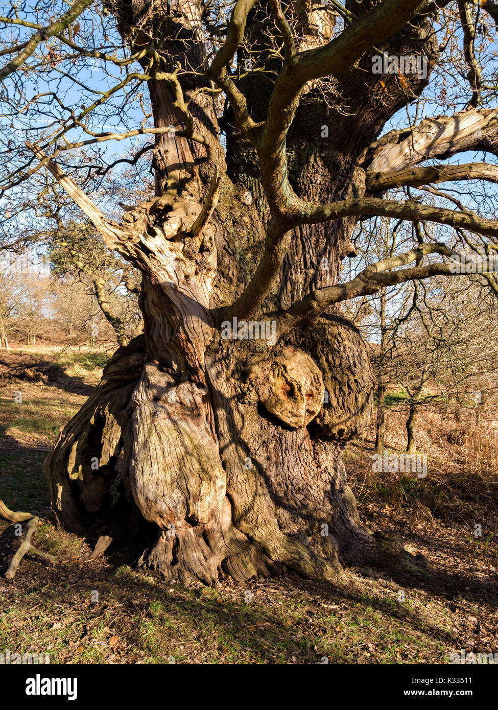 Trunk of massive old gnarled English Oak tree in the National Forest ...