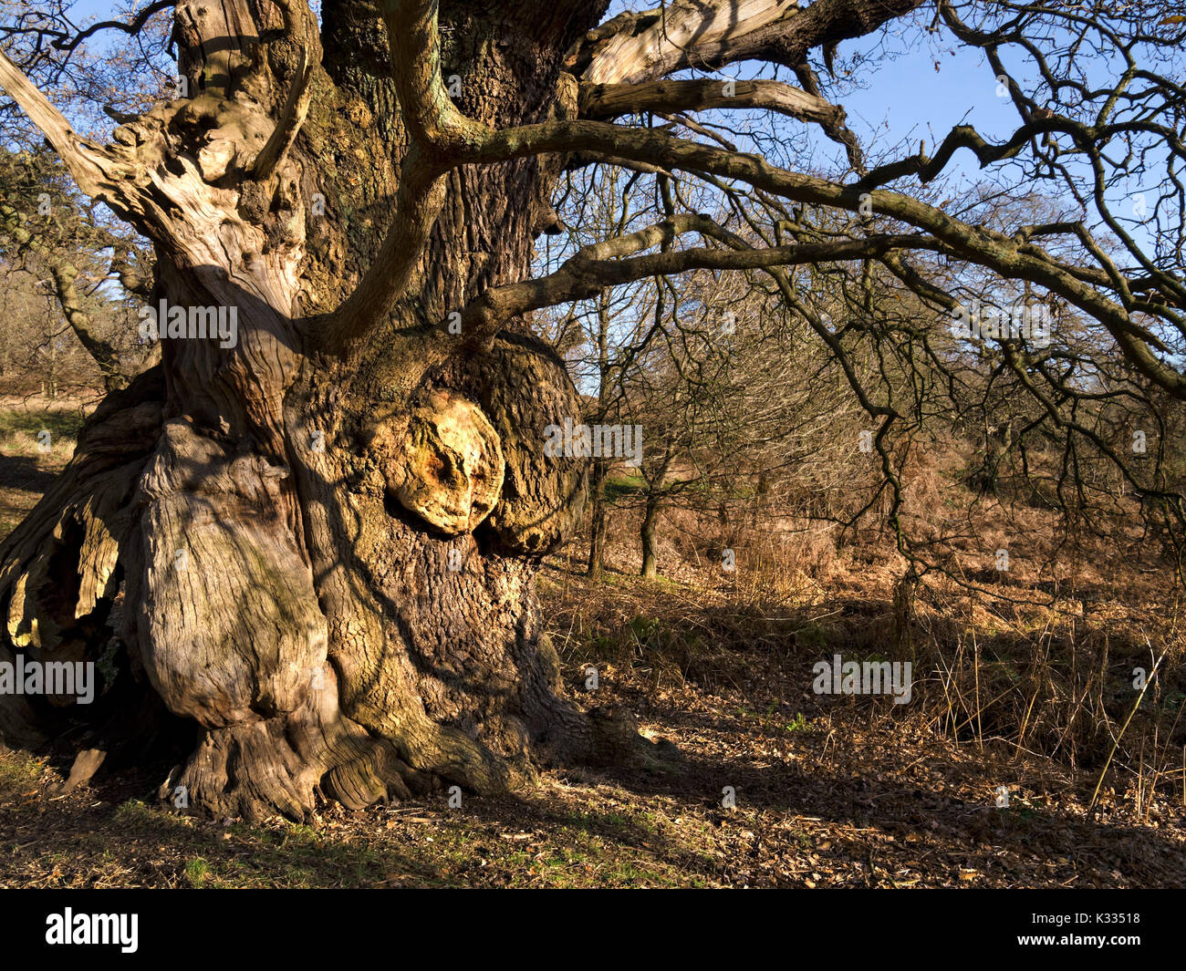 Trunk of massive old gnarled English Oak tree in the National Forest ...