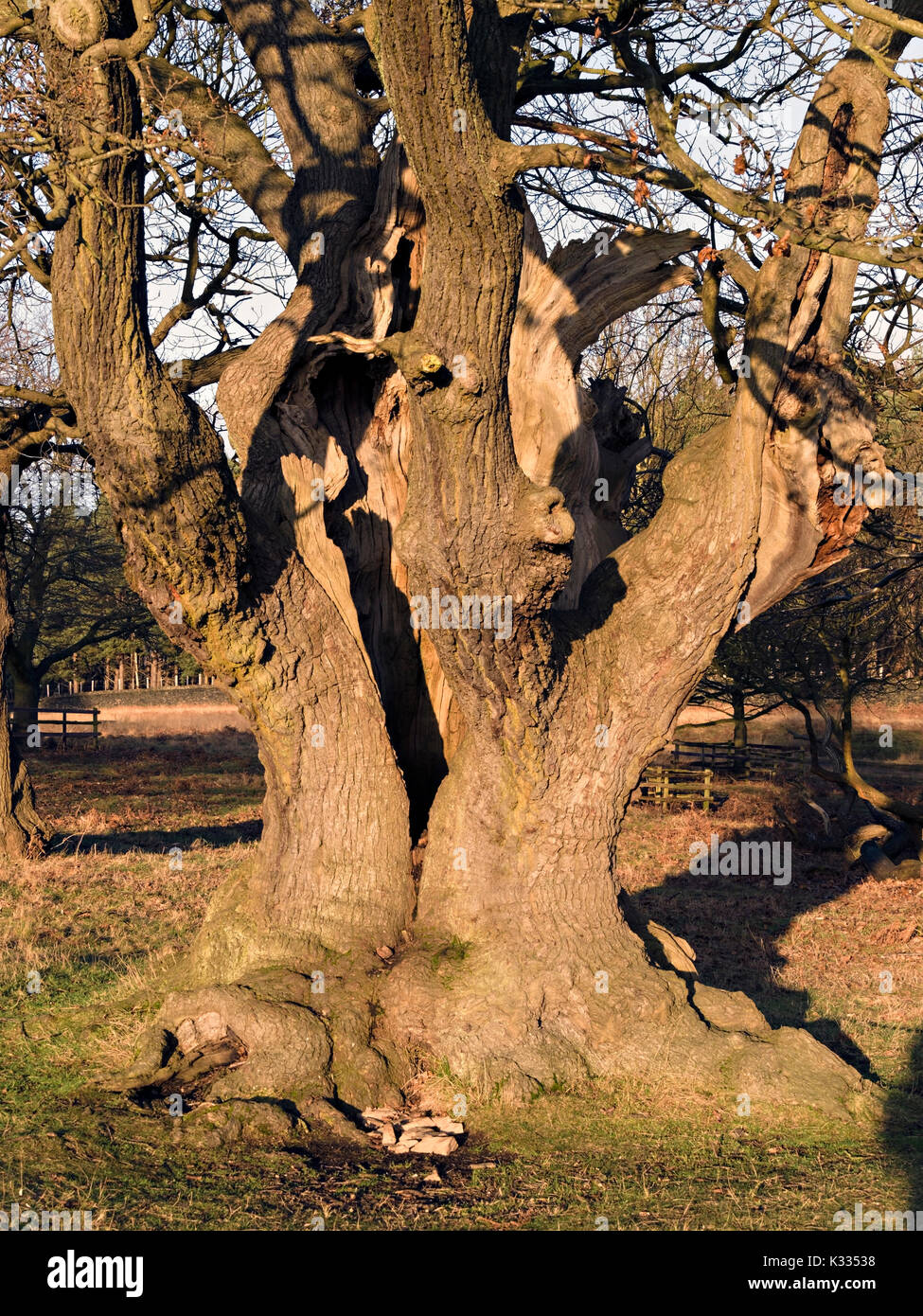 Large old English Oak tree with split trunk, Bradgate Park ...