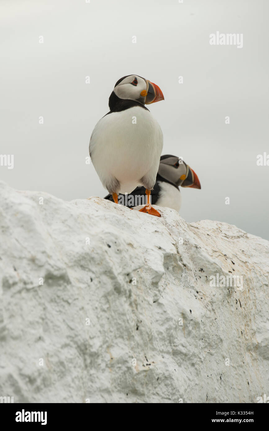 Puffins on rocks hi-res stock photography and images - Alamy
