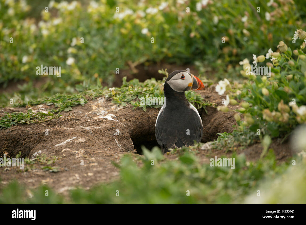 Puffin exiting burrow in Farne Islands Stock Photo - Alamy