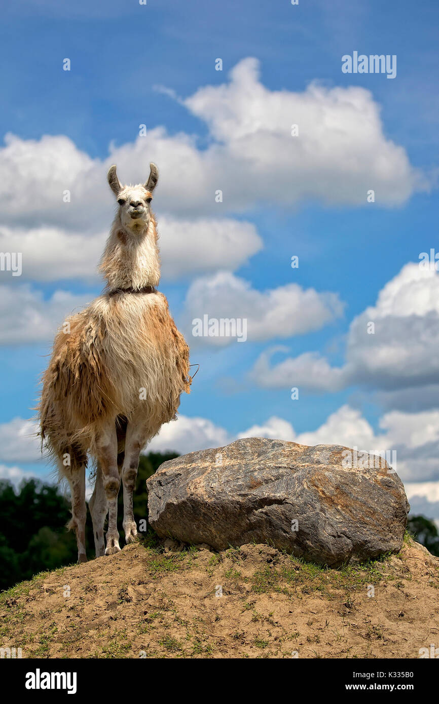 Blue lama hi-res stock photography and images - Alamy