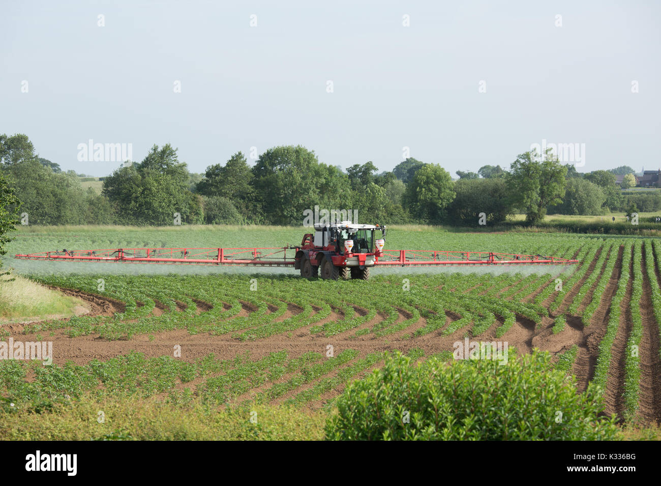Rows of potatoe plants hi-res stock photography and images - Alamy