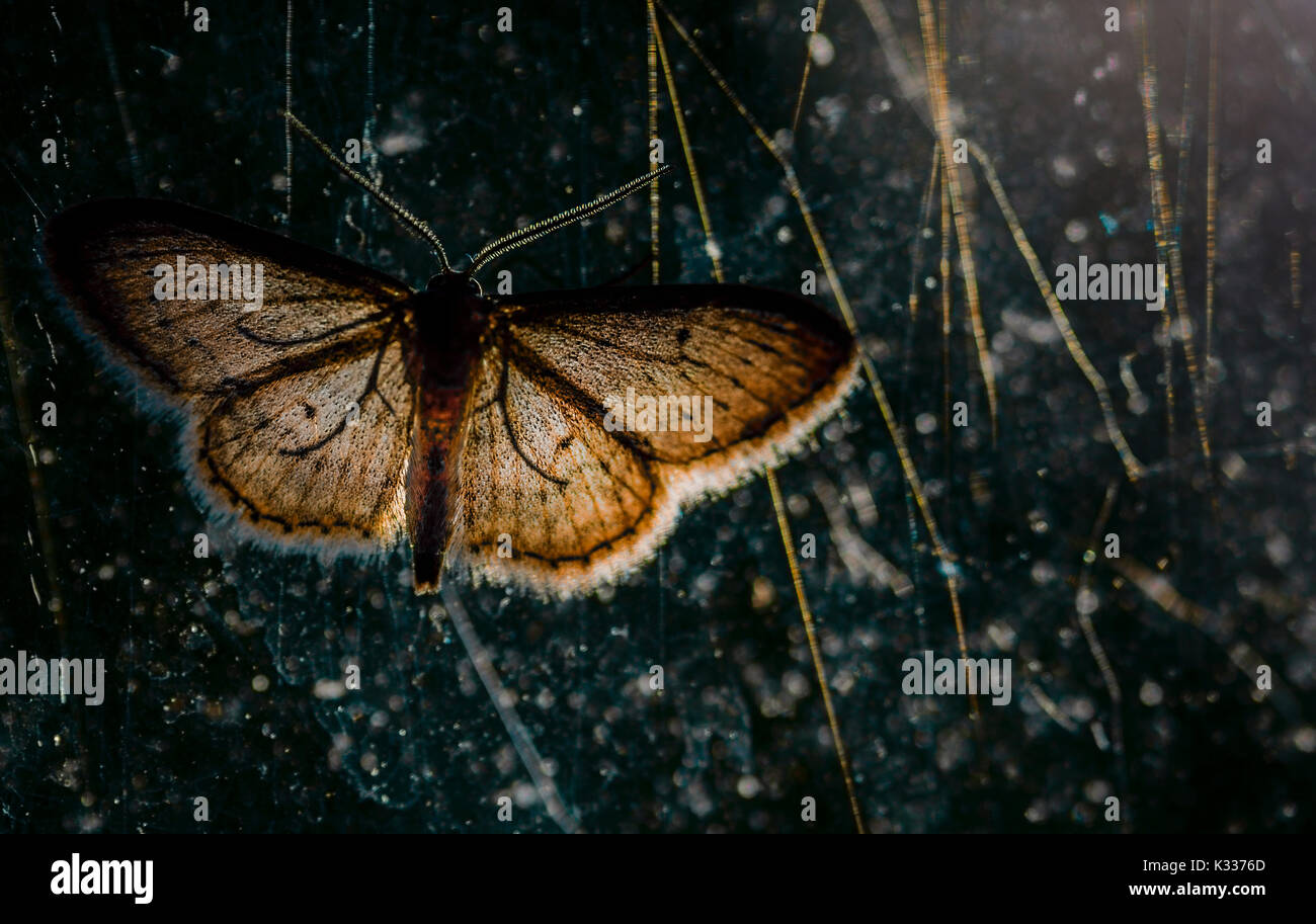 Varied antennae hi-res stock photography and images - Alamy