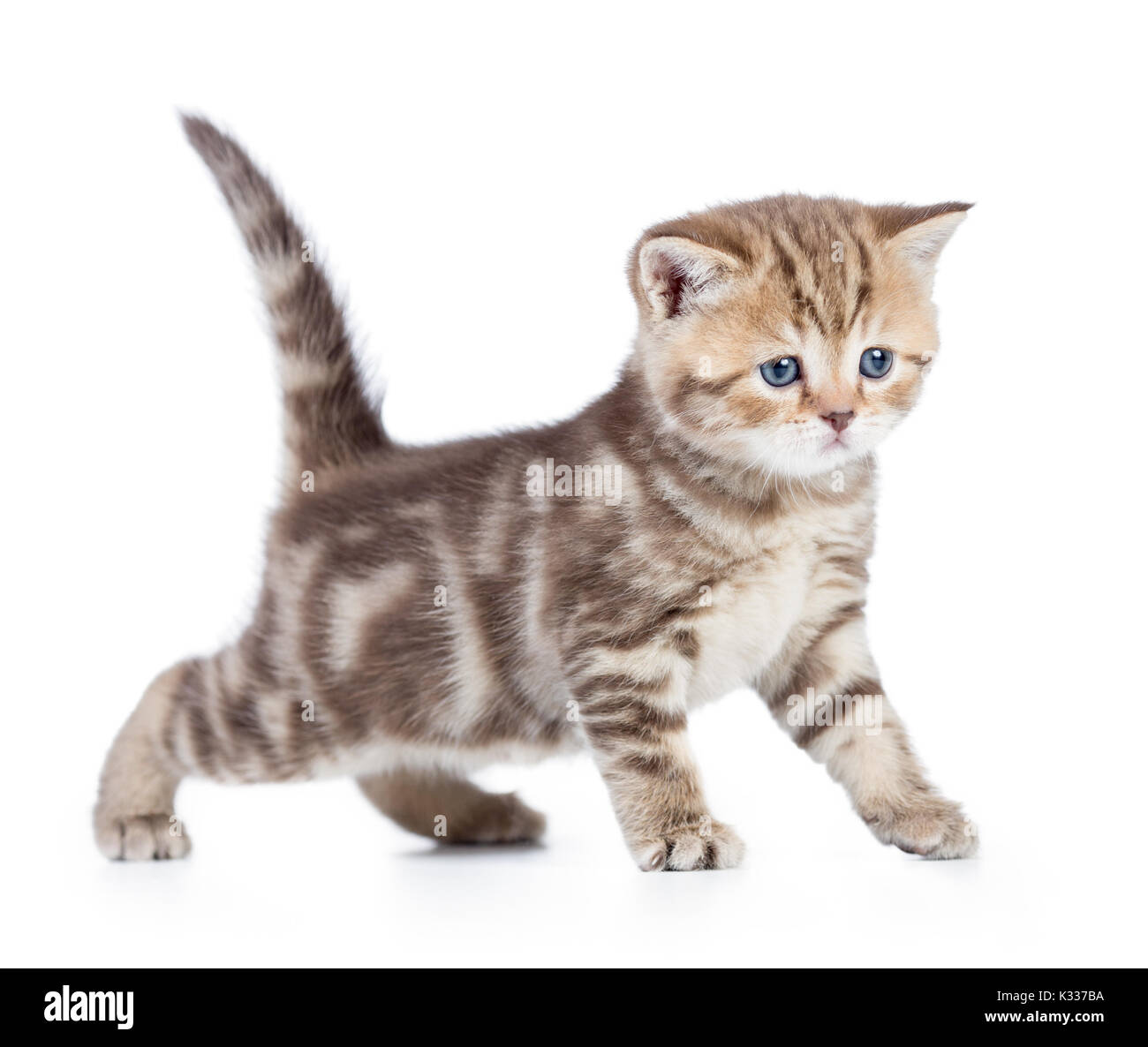 Young baby cat or kitten side view isolated Stock Photo - Alamy