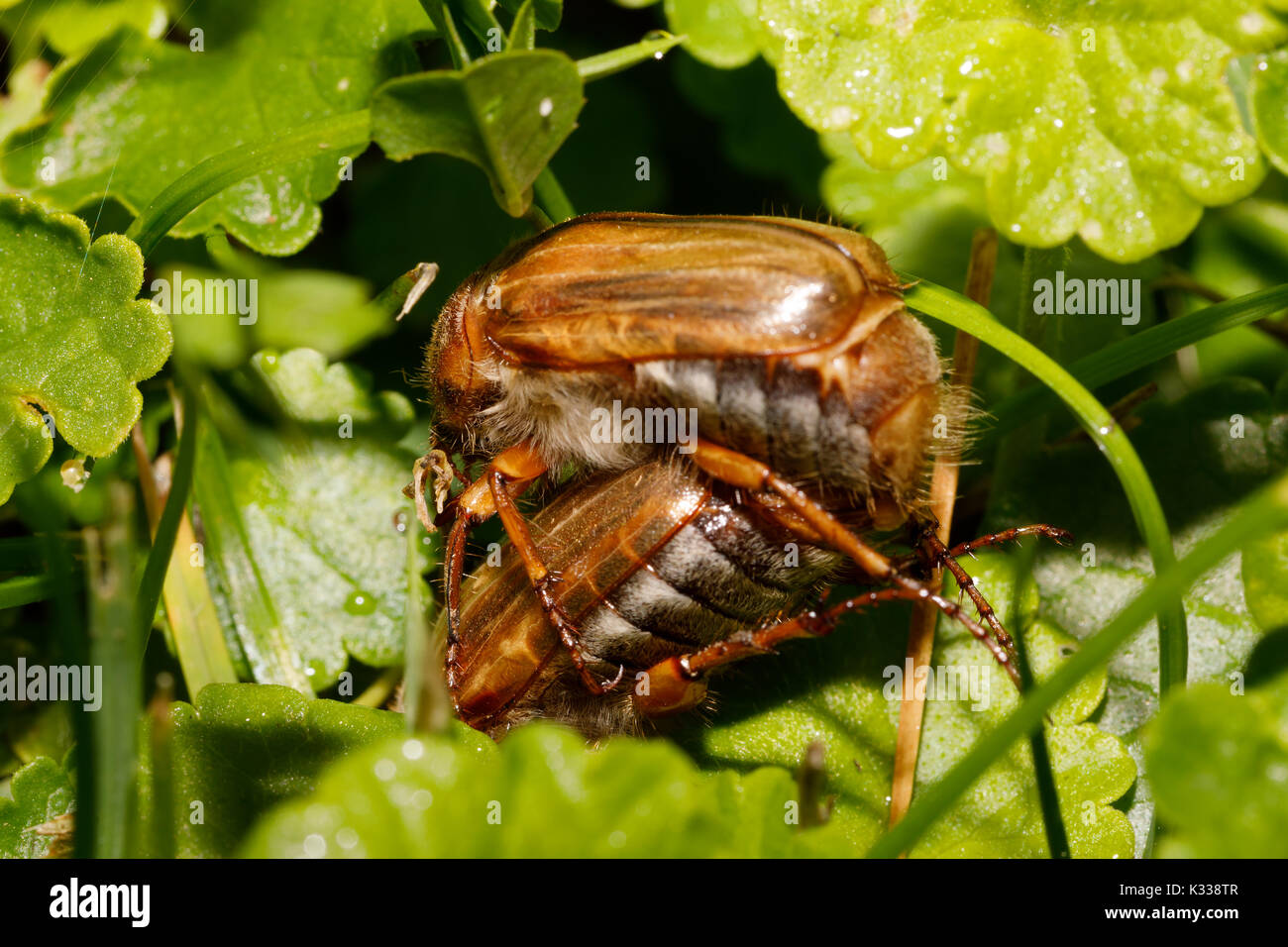 Common Cockchafer (Melolontha melolontha), known as a May bug or ...