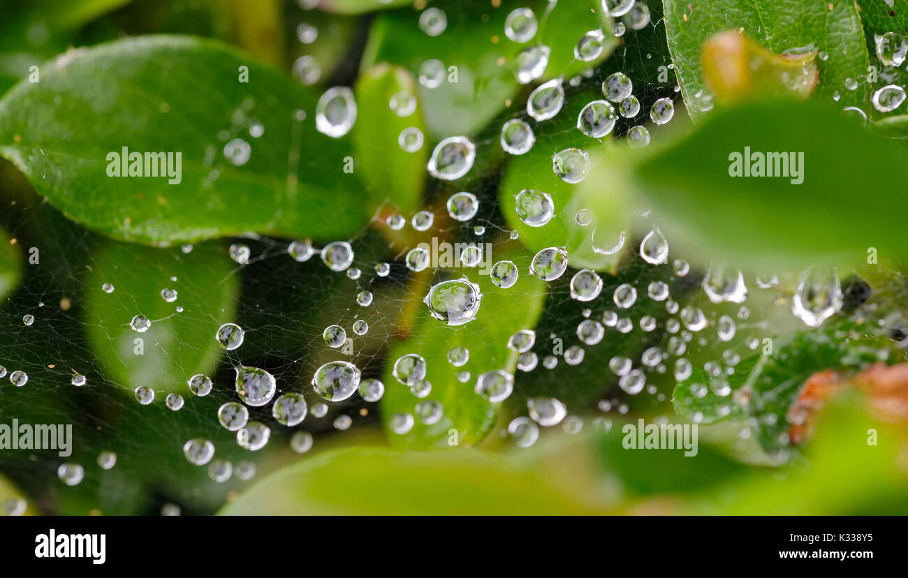 macro water drops on spider web for natural background, wallpaper or ...