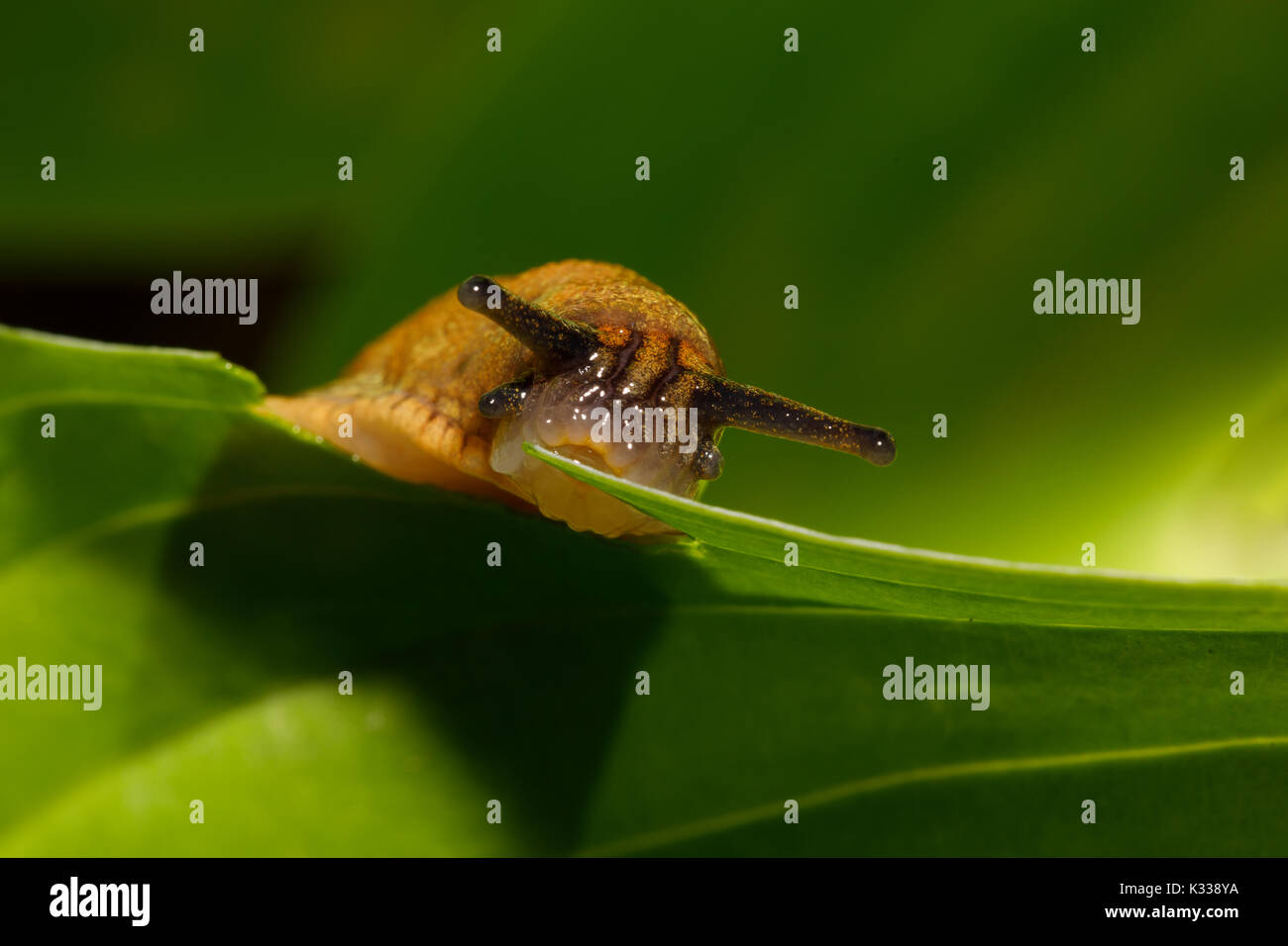 macro of small garden slug eating green leaves Stock Photo - Alamy
