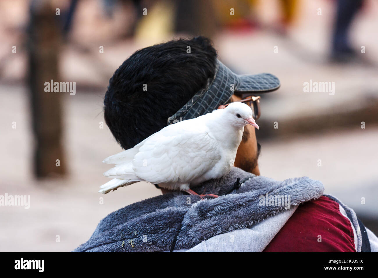 Man carriyng a pigeon on his shoulder in Patan Durbar Square, Nepal ...