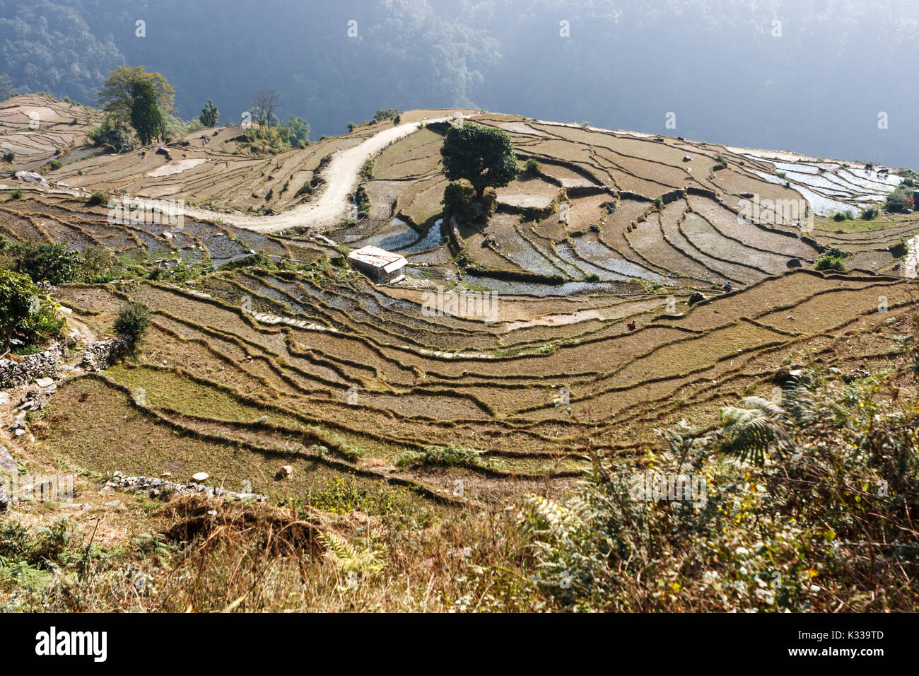 Terraced rice fields on the Annapurna Base Camp Trek, Nepal Stock Photo ...