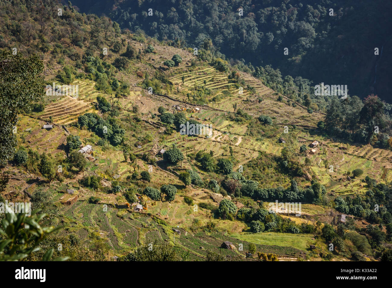 Terraced rice fields on the Annapurna Base Camp Trek, Nepal Stock Photo ...