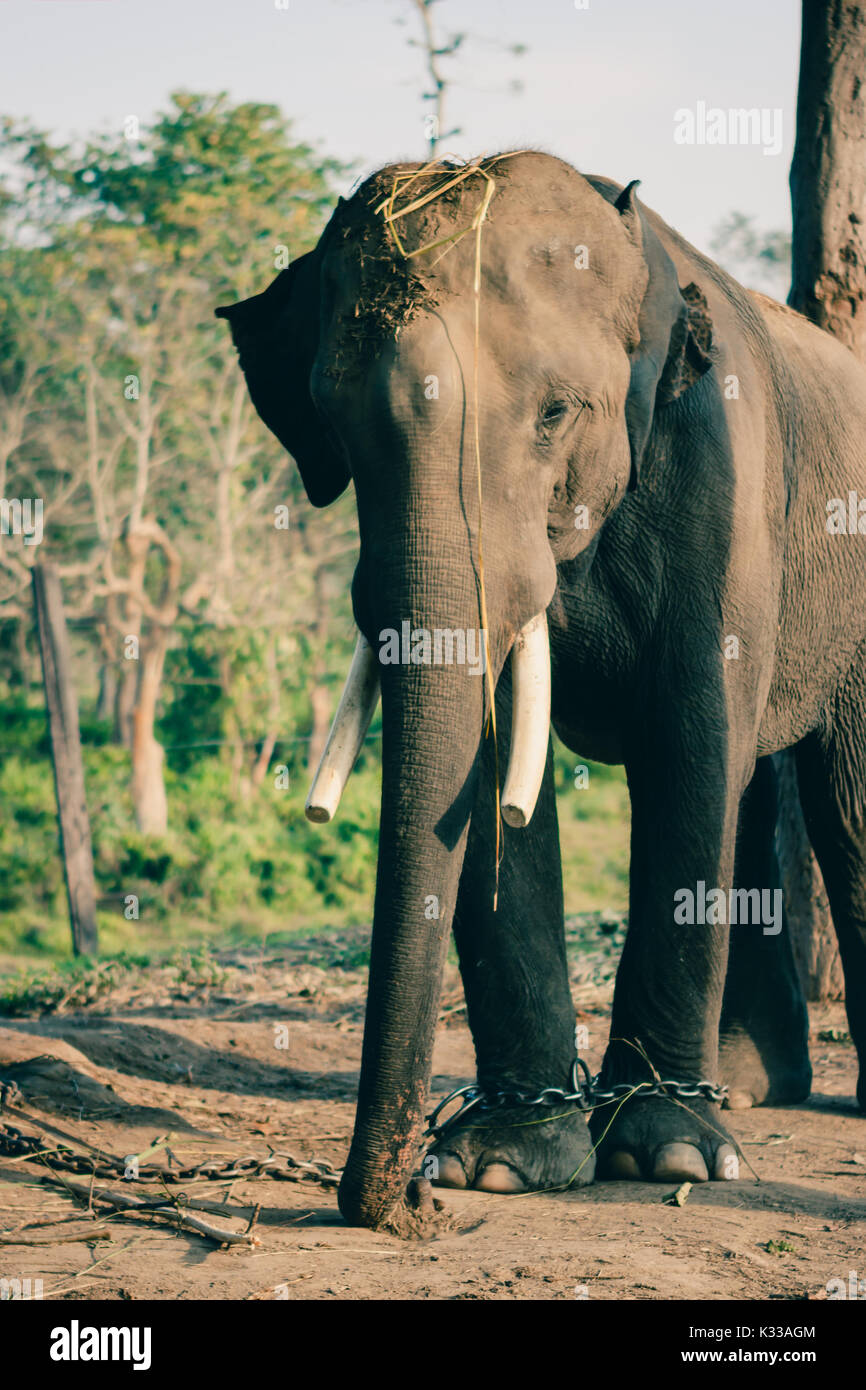 Elephant at the Elephant farm at the Chitwan National Park, Nepal Stock ...