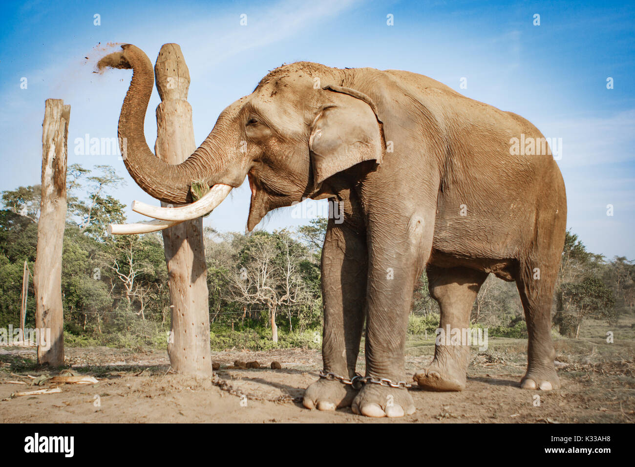 Elephant at the Elephant farm at the Chitwan National Park, Nepal Stock ...