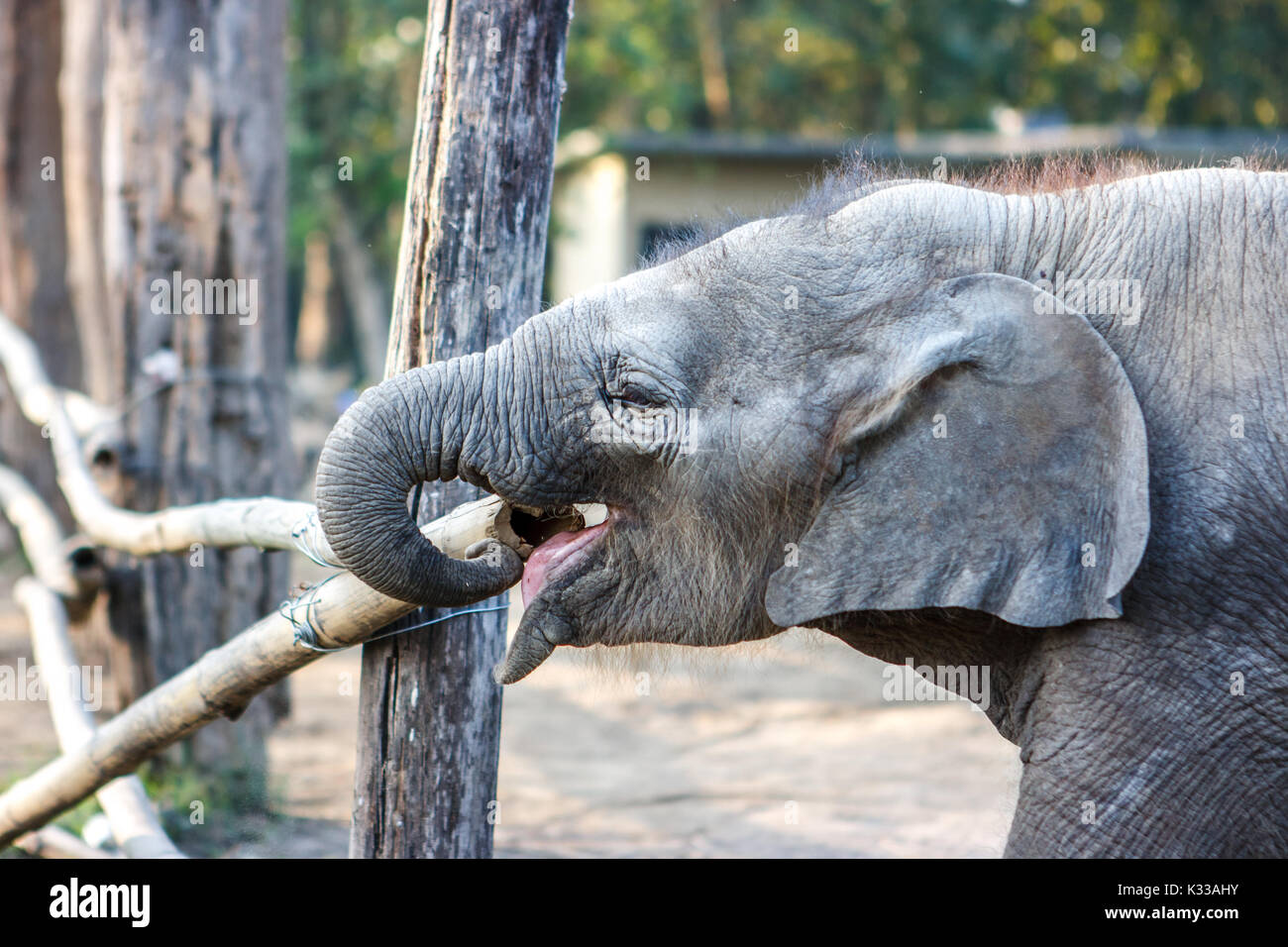 Elephant having fun hi-res stock photography and images - Alamy