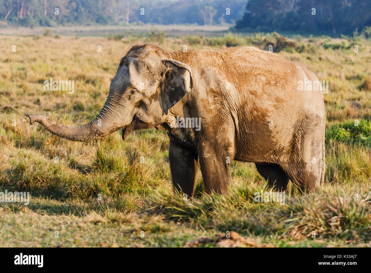 Elephant at the elephant farm, Chitwan National Park, Nepal Stock Photo ...