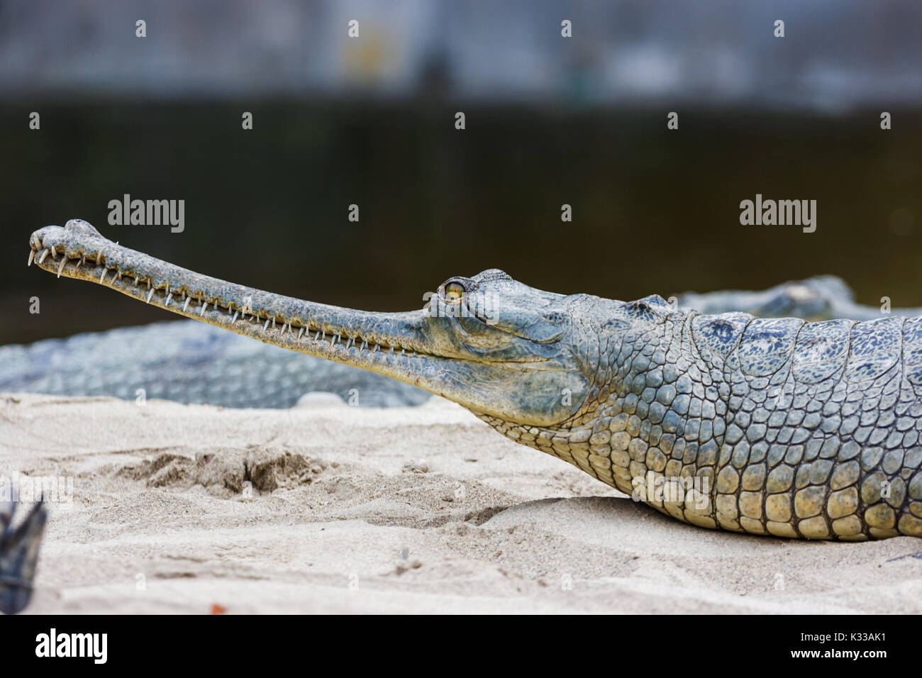 Gharial crocodile with narrow snout at the Chitwan National Park, Nepal ...