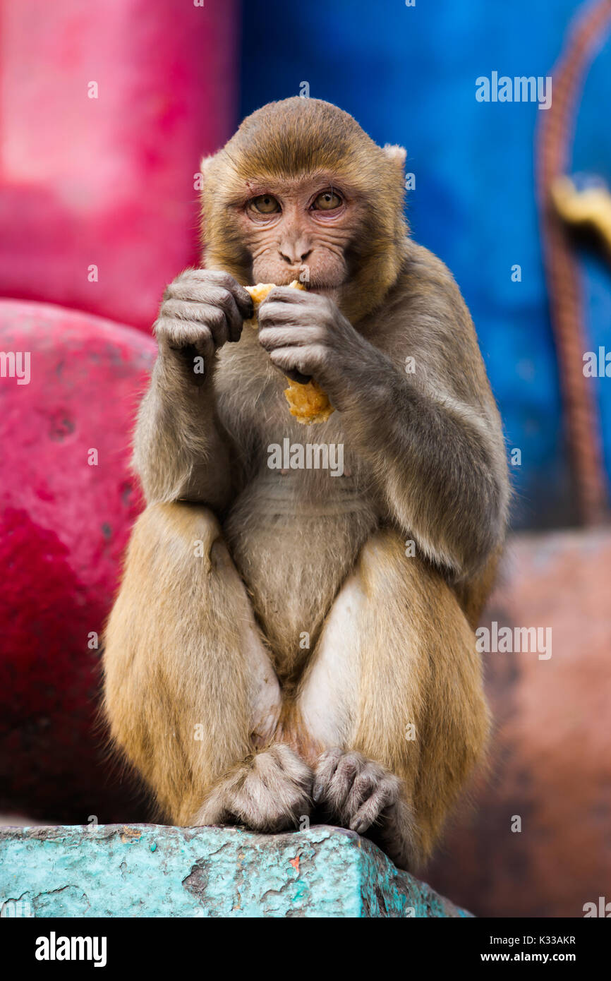 Macacus monkey living in the Swayambu Nath Temple, Kathmandu, Nepal ...